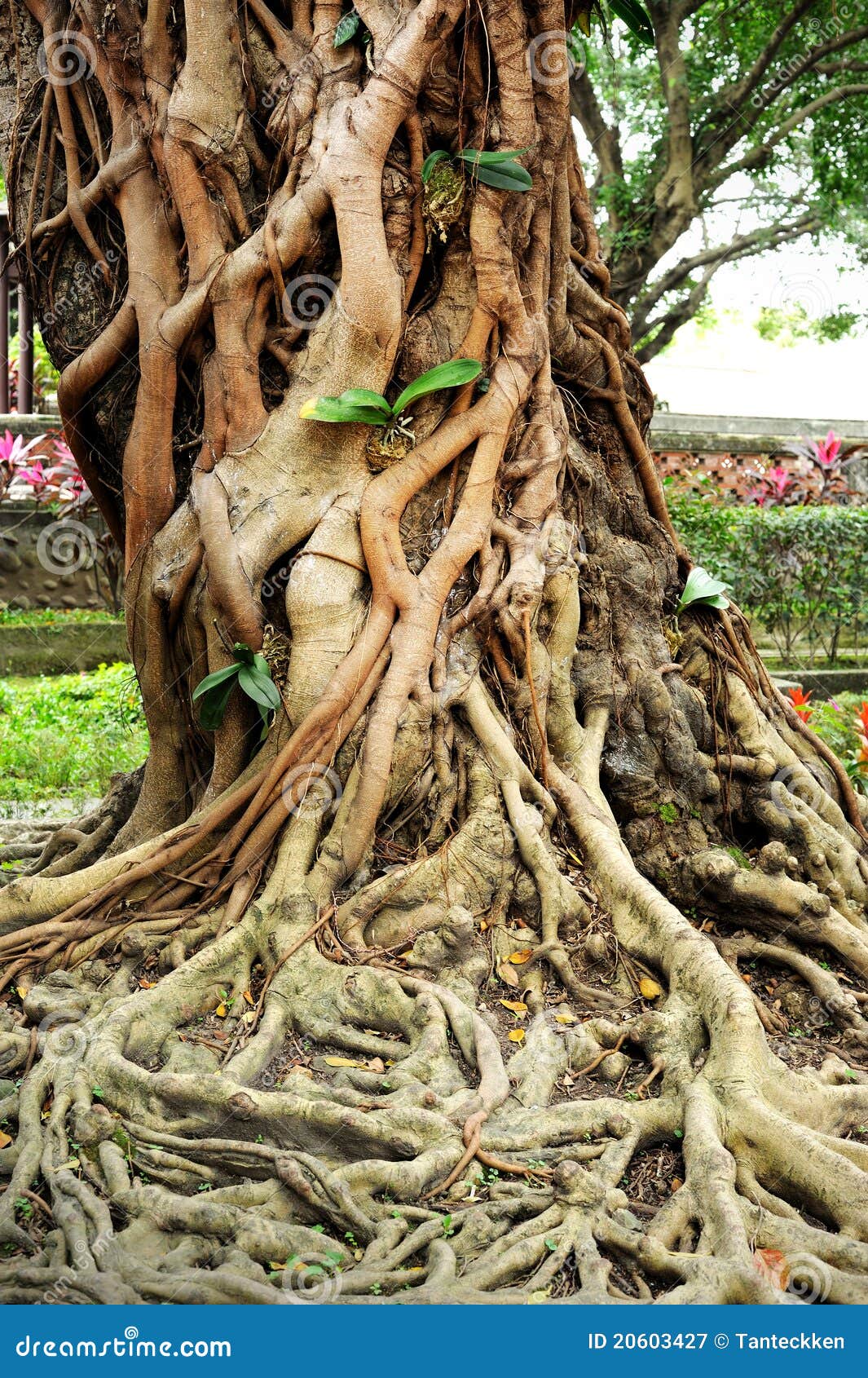 Roots stock image. Image of life, natural, earth, environmental - 20603427