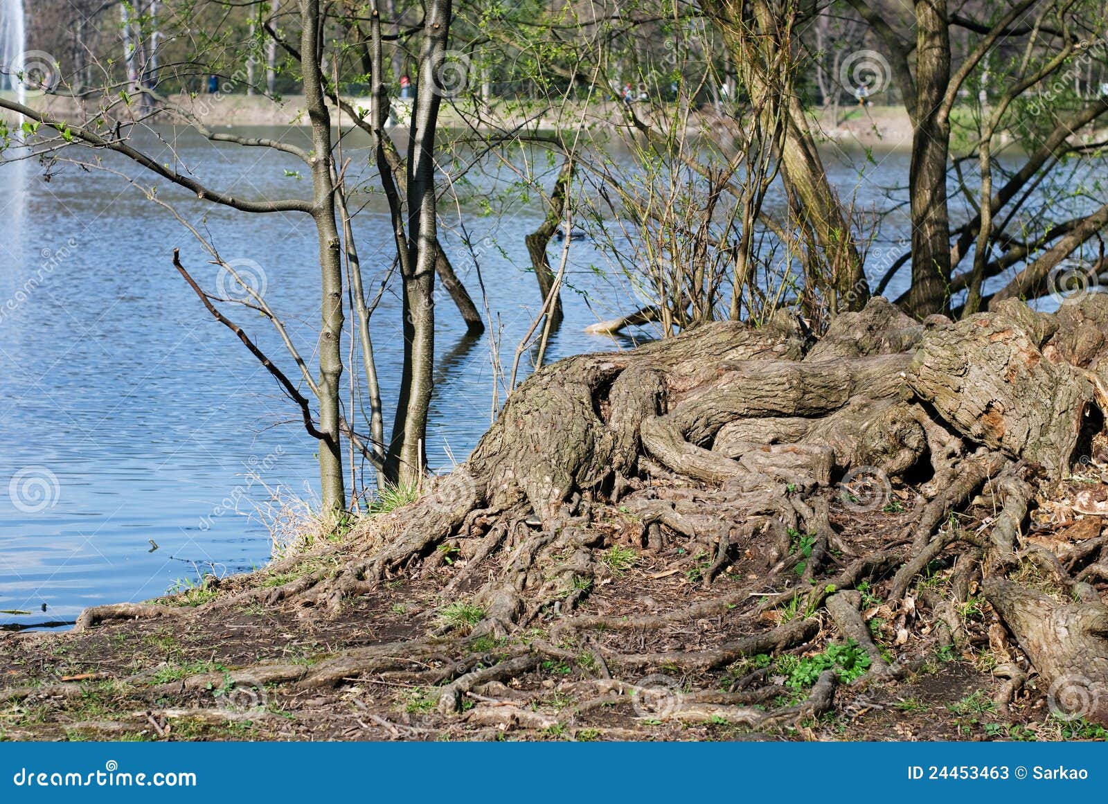 Roots stock image. Image of willow, detail, plants, nature - 24453463