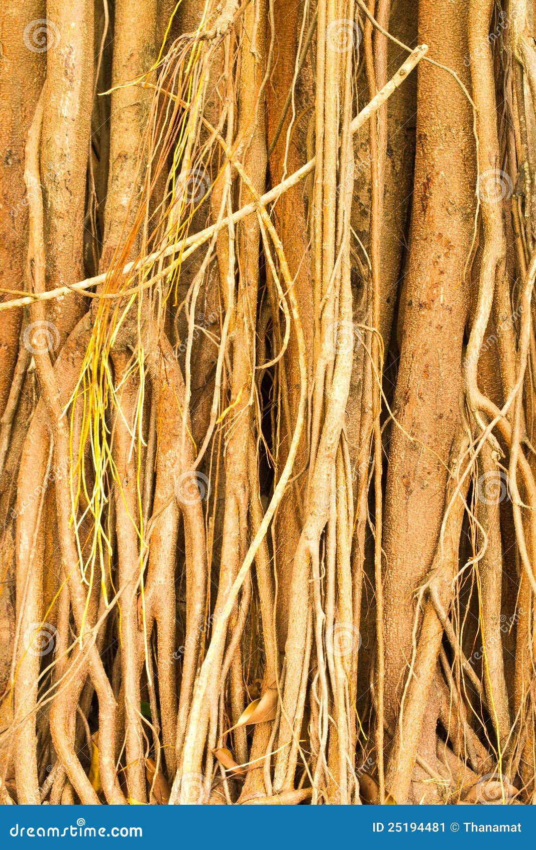 Roots stock image. Image of detail, field, growing, face - 25194481