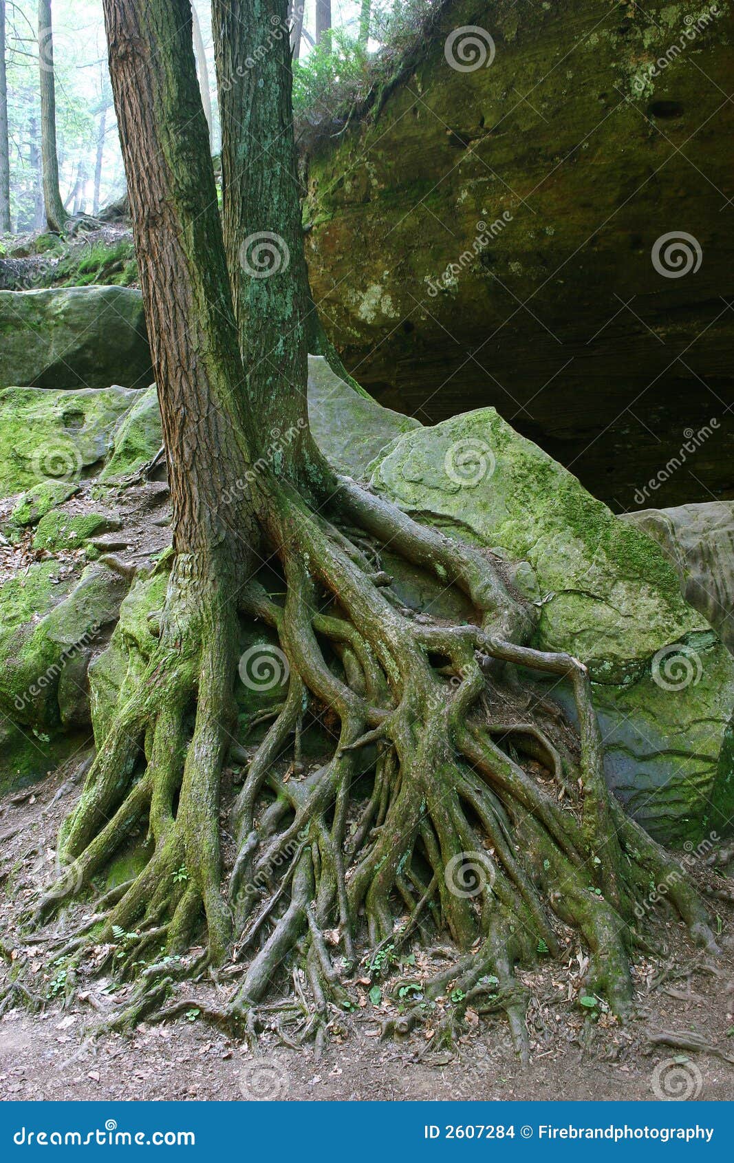 Roots stock photo. Image of history, green, plant, pedigree - 2607284