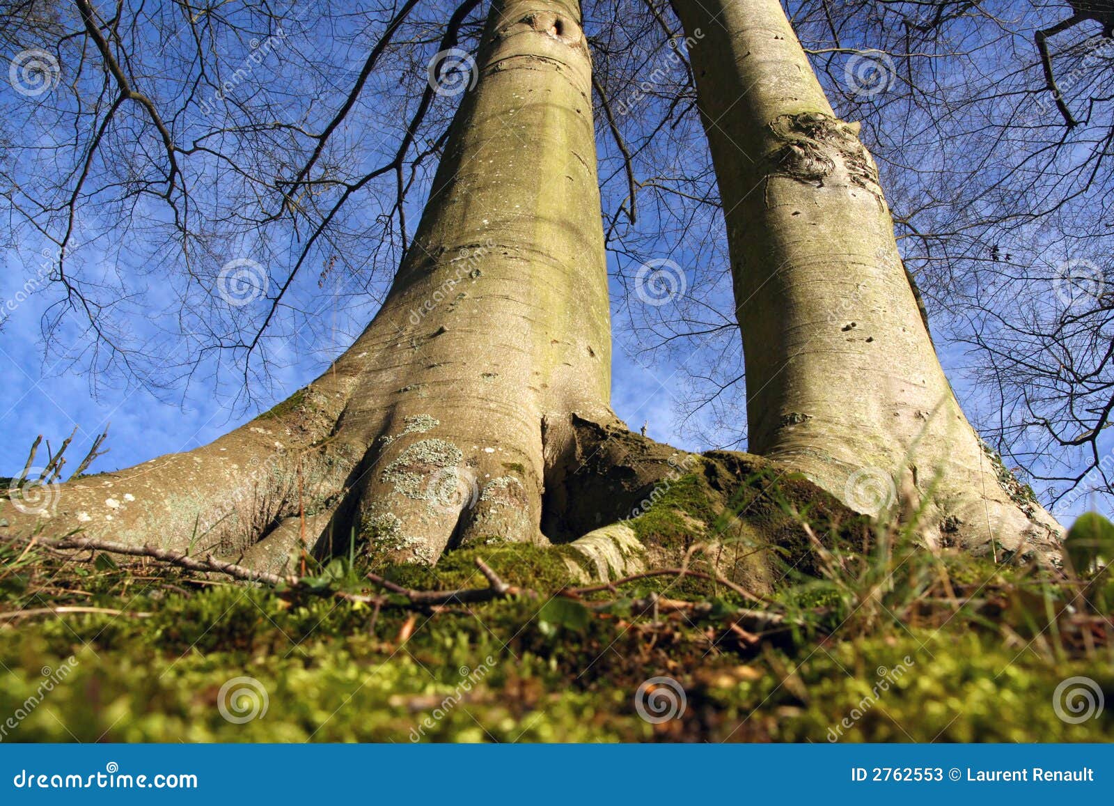From the roots stock image. Image of natural, outdoor - 2762553