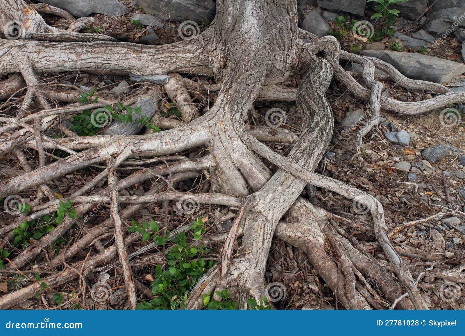 Roots stock photo. Image of drought, roots, nature, root - 27781028