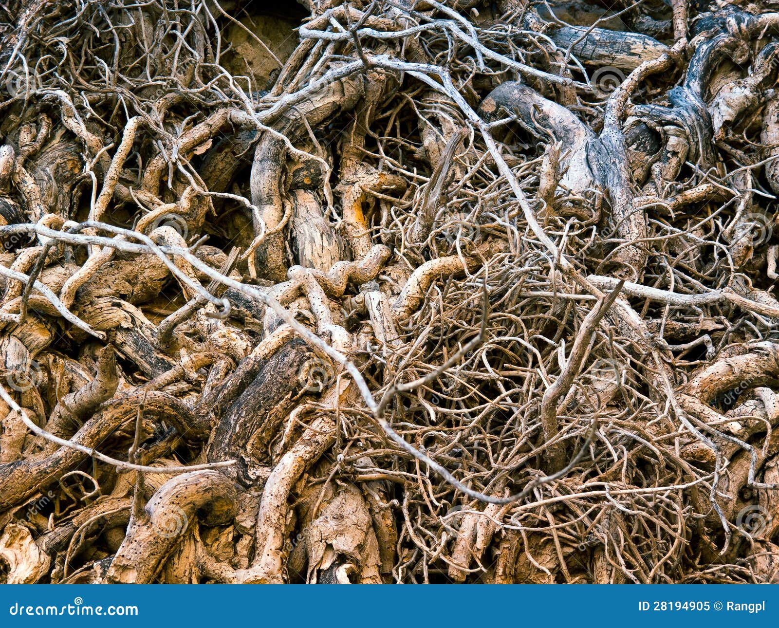 Roots stock image. Image of nature, strong, life, tree - 28194905