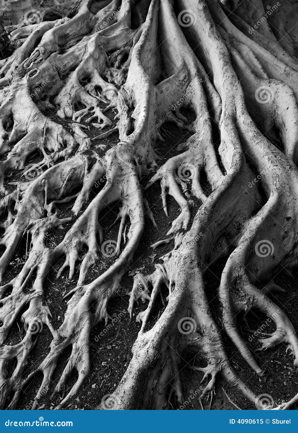 Roots stock image. Image of plant, grunge, contrast, tree - 4090615