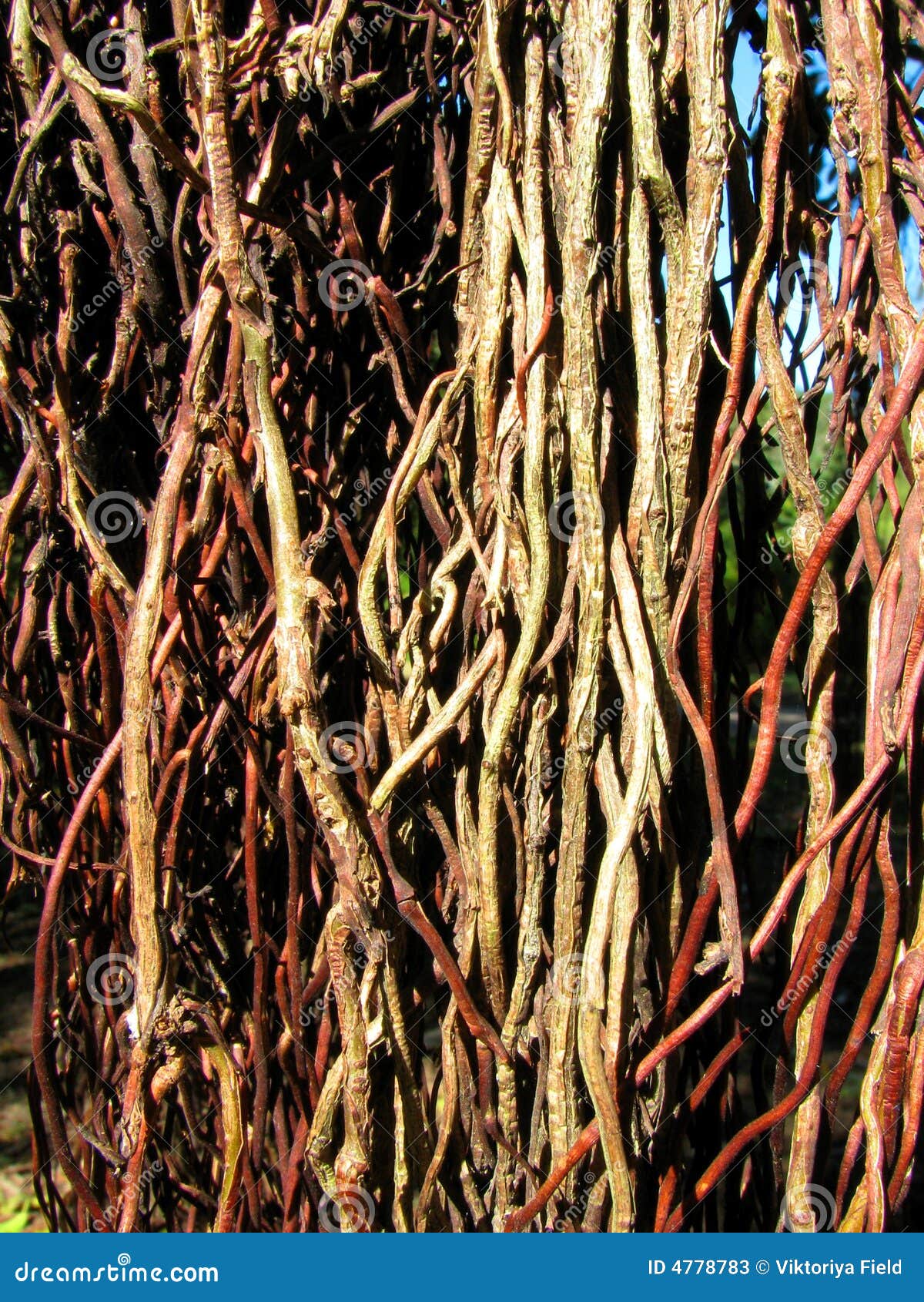 Roots stock image. Image of brown, forest, wood, park - 4778783