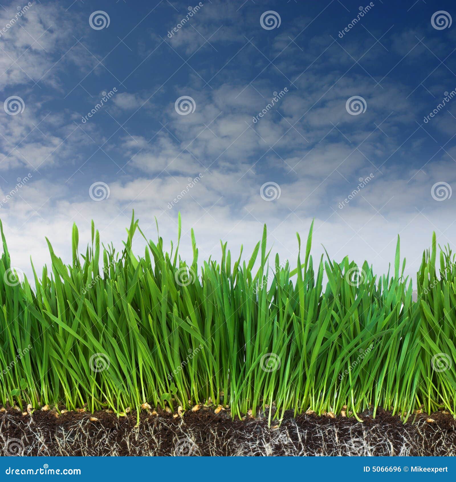 Roots stock photo. Image of green, growing, gardening - 5066696