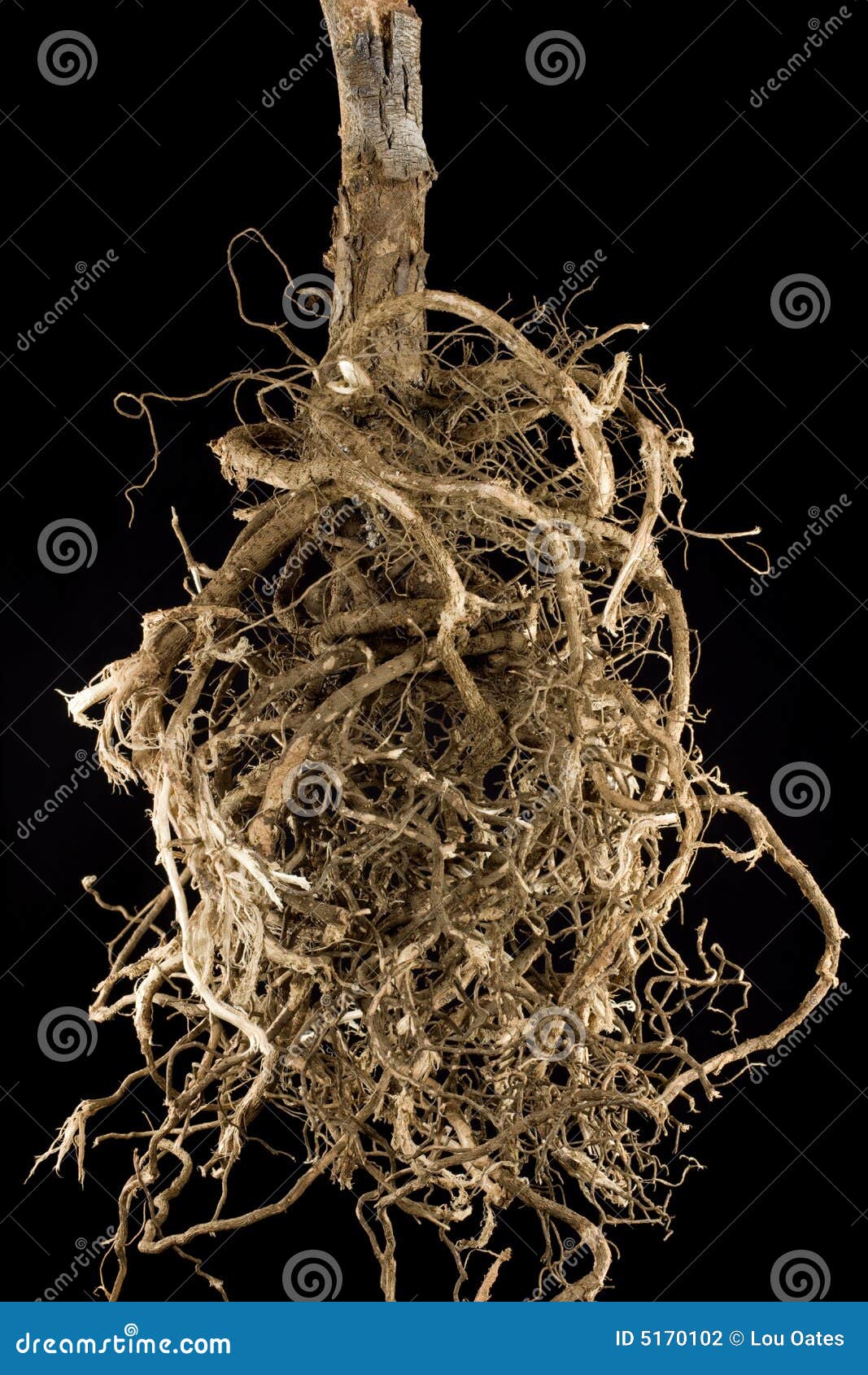 Roots stock photo. Image of network, investment, roots - 5170102