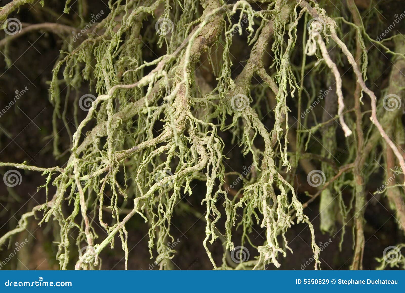 852 Strange Roots Stock Photos - Free & Royalty-Free Stock Photos from ...