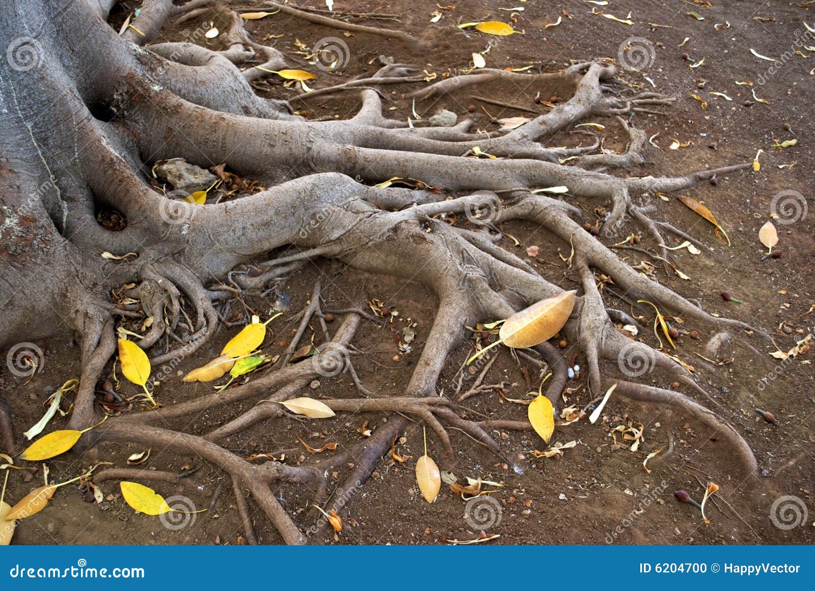 Roots stock photo. Image of lichen, botany, vein, leaf - 6204700