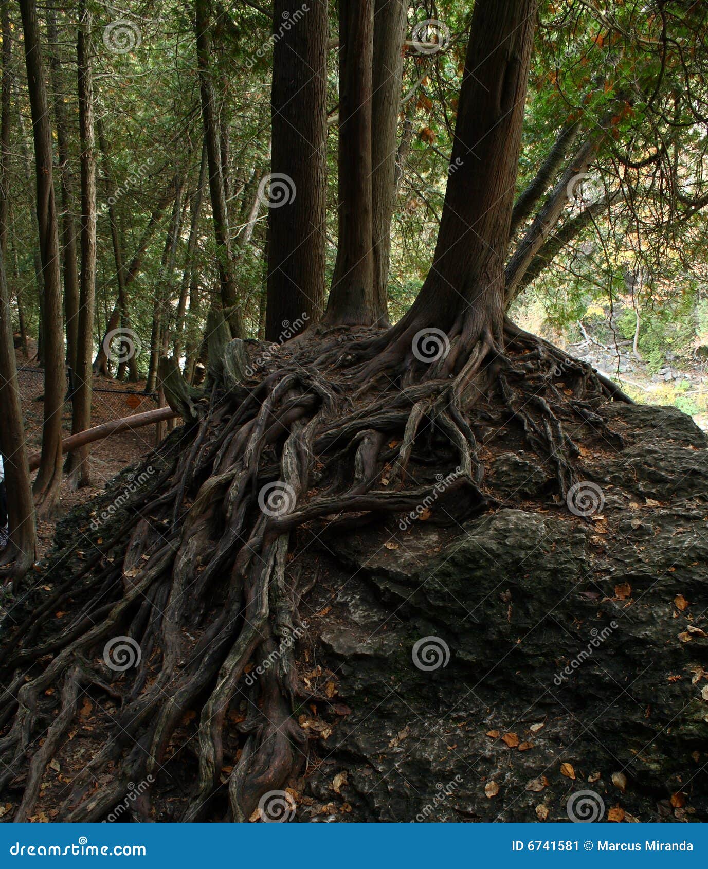 Roots stock image. Image of network, complex, nature, plant - 6741581