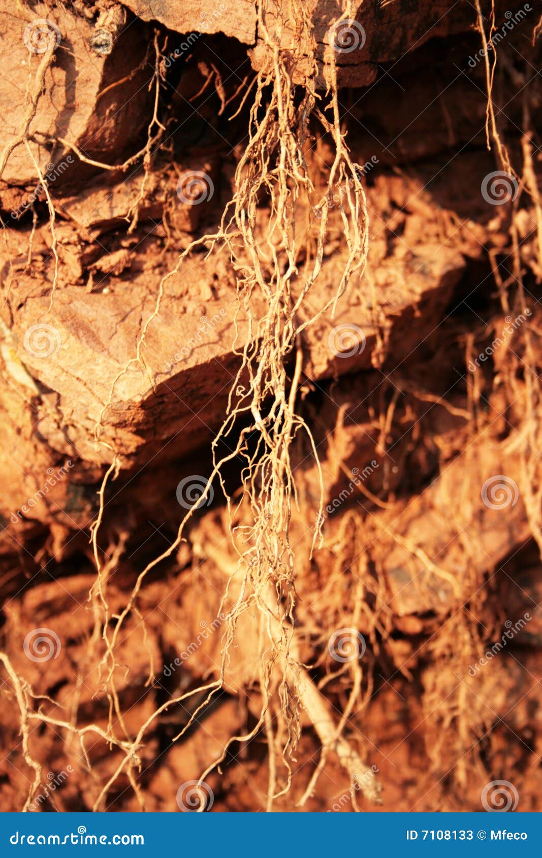Roots stock image. Image of expression, head, silhouette - 7108133