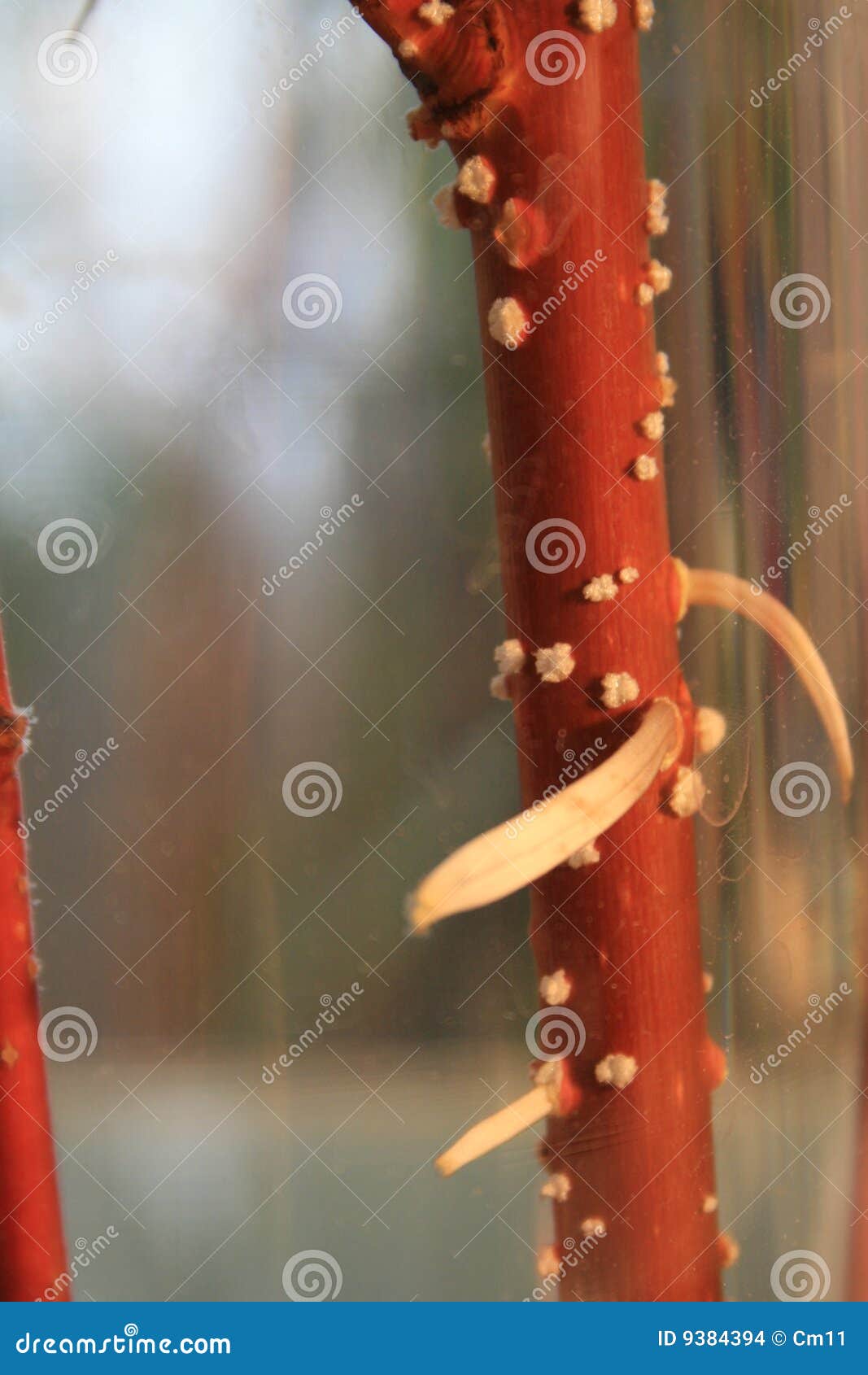 Roots stock photo. Image of unique, botanic, details, view - 9384394