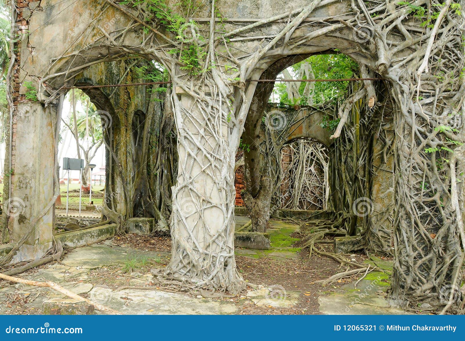 Roots on abandoned wall stock image. Image of buddhist - 12065321