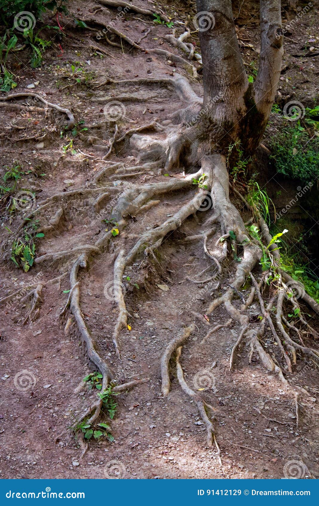 Roots above the ground stock image. Image of tree, slope - 91412129