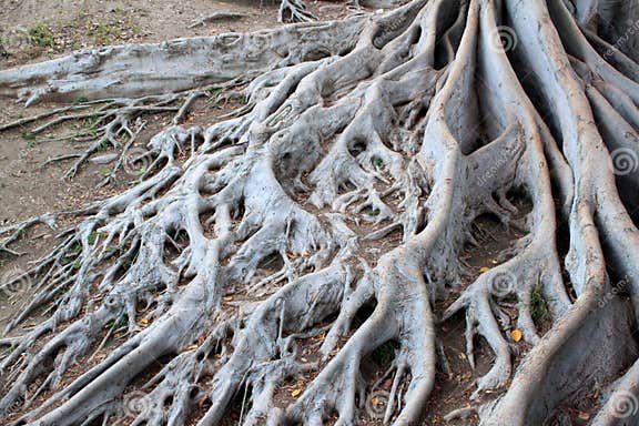 Roots of an aged tree stock photo. Image of balboa, aged - 15666844