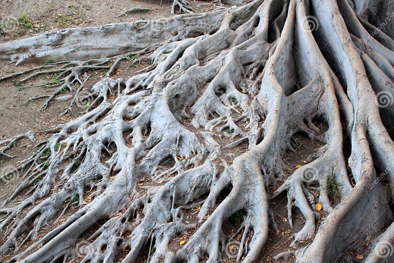 Roots of an aged tree stock photo. Image of balboa, aged - 15666844