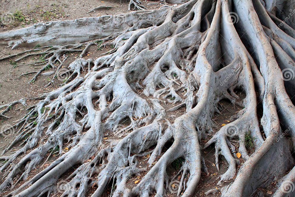 Roots of an aged tree stock photo. Image of balboa, aged - 15666844