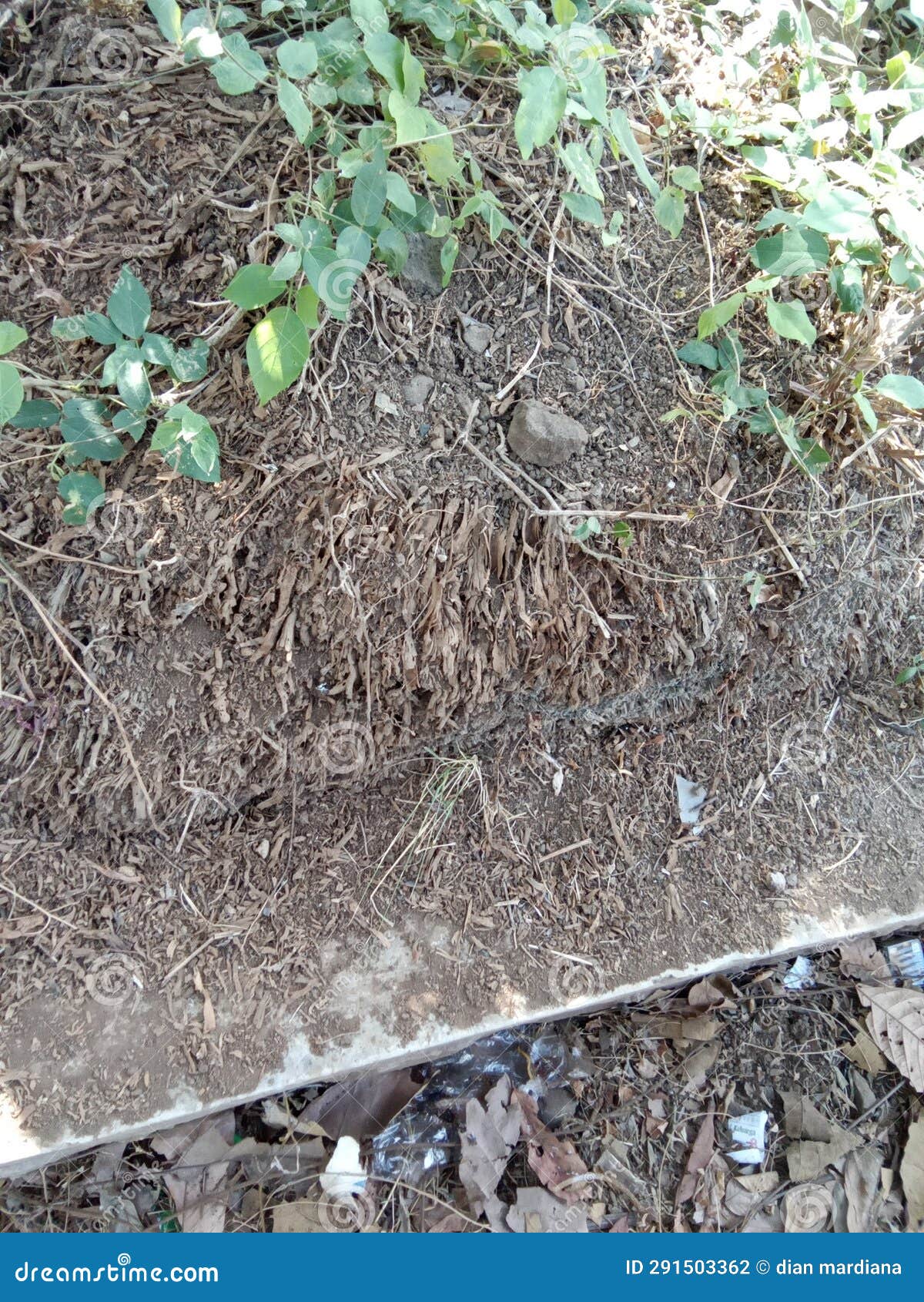 The Roots of an Ancient Coconut Tree Were Exposed during Road ...