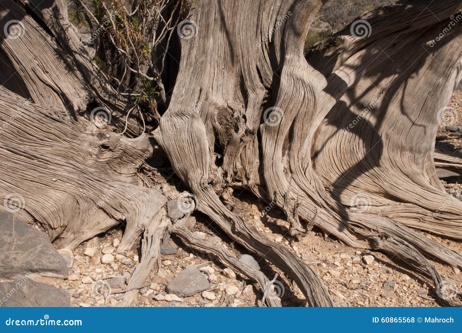 Ancient Tree Cross Section With Growth Rings Royalty-Free Stock Image ...