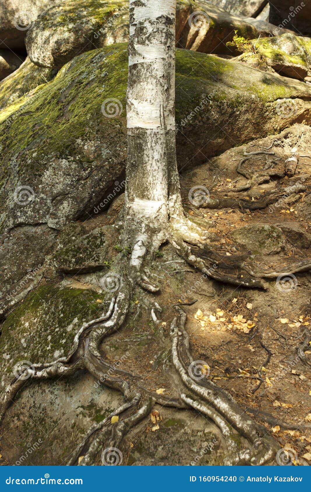 The Roots of an Ancient Tree on Top of the Ground Stock Photo - Image ...