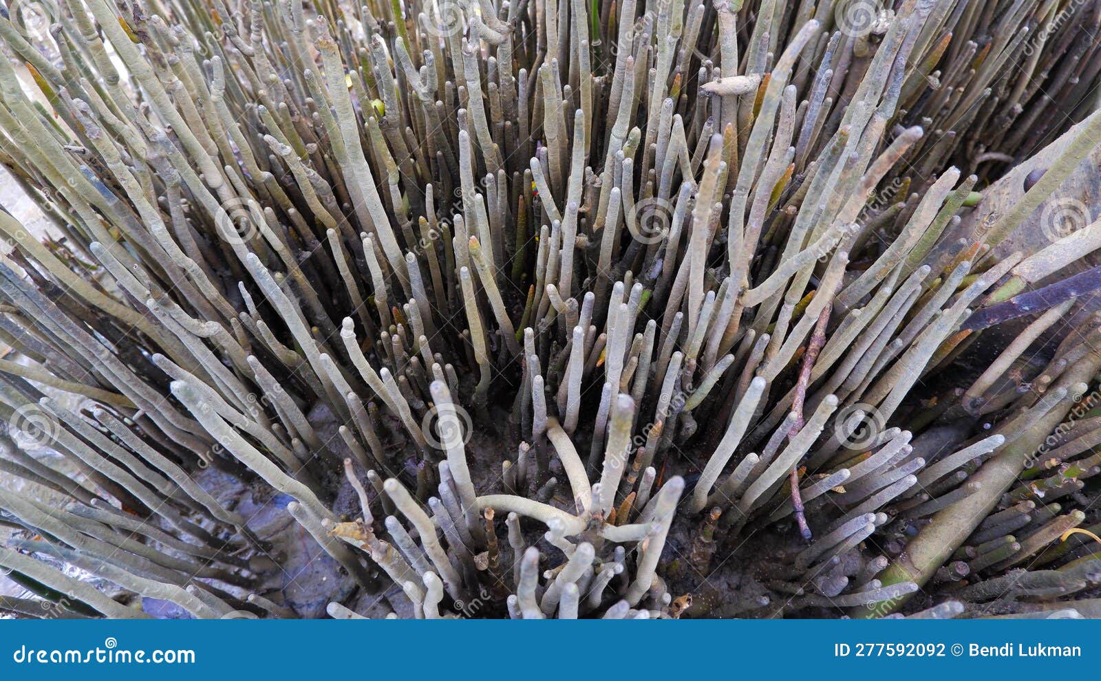 The Roots of the Api-api Tree (Avicennia Marina) Which Thrives in the ...