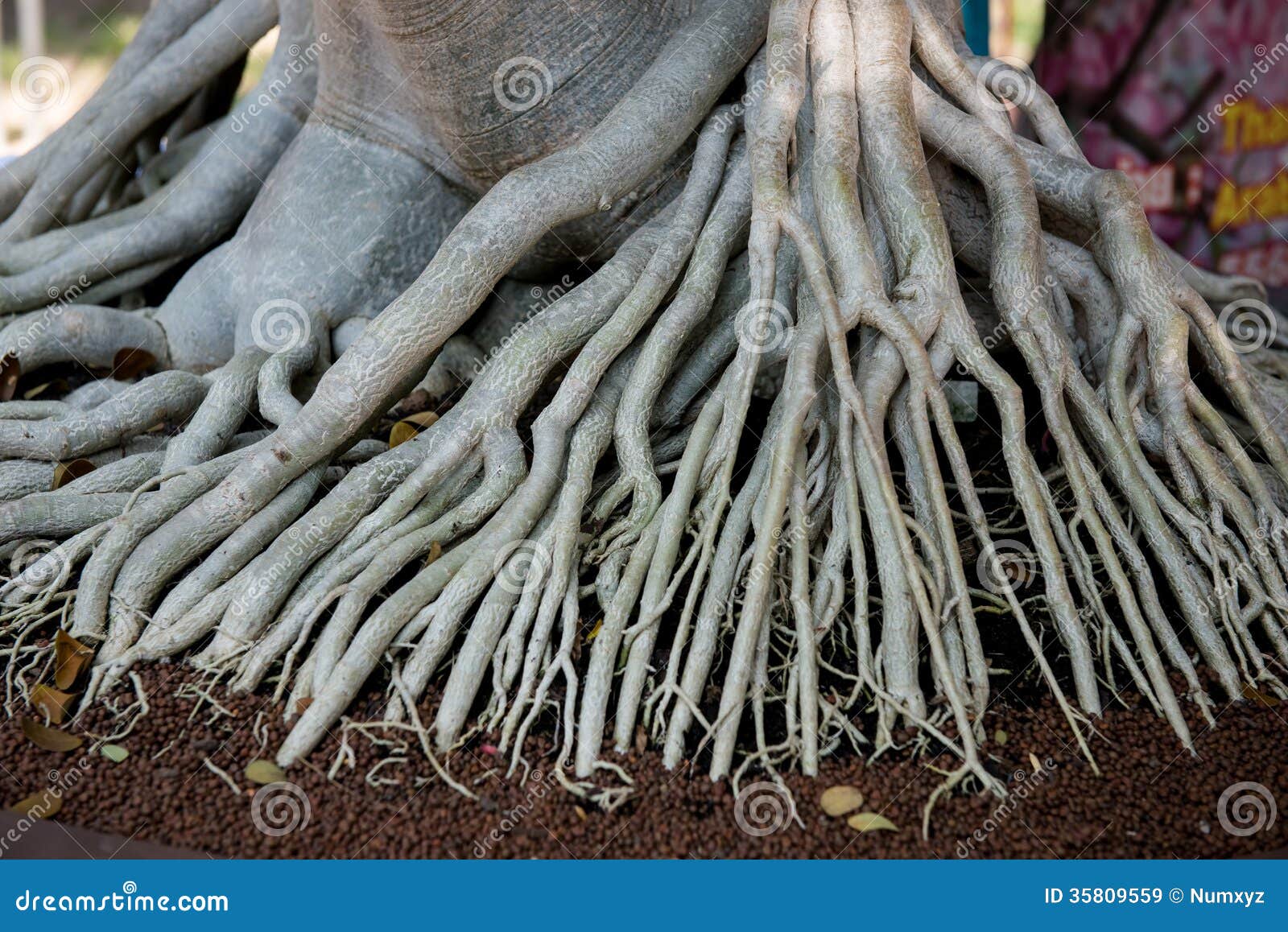 Roots stock image. Image of pattern, element, organic - 35809559