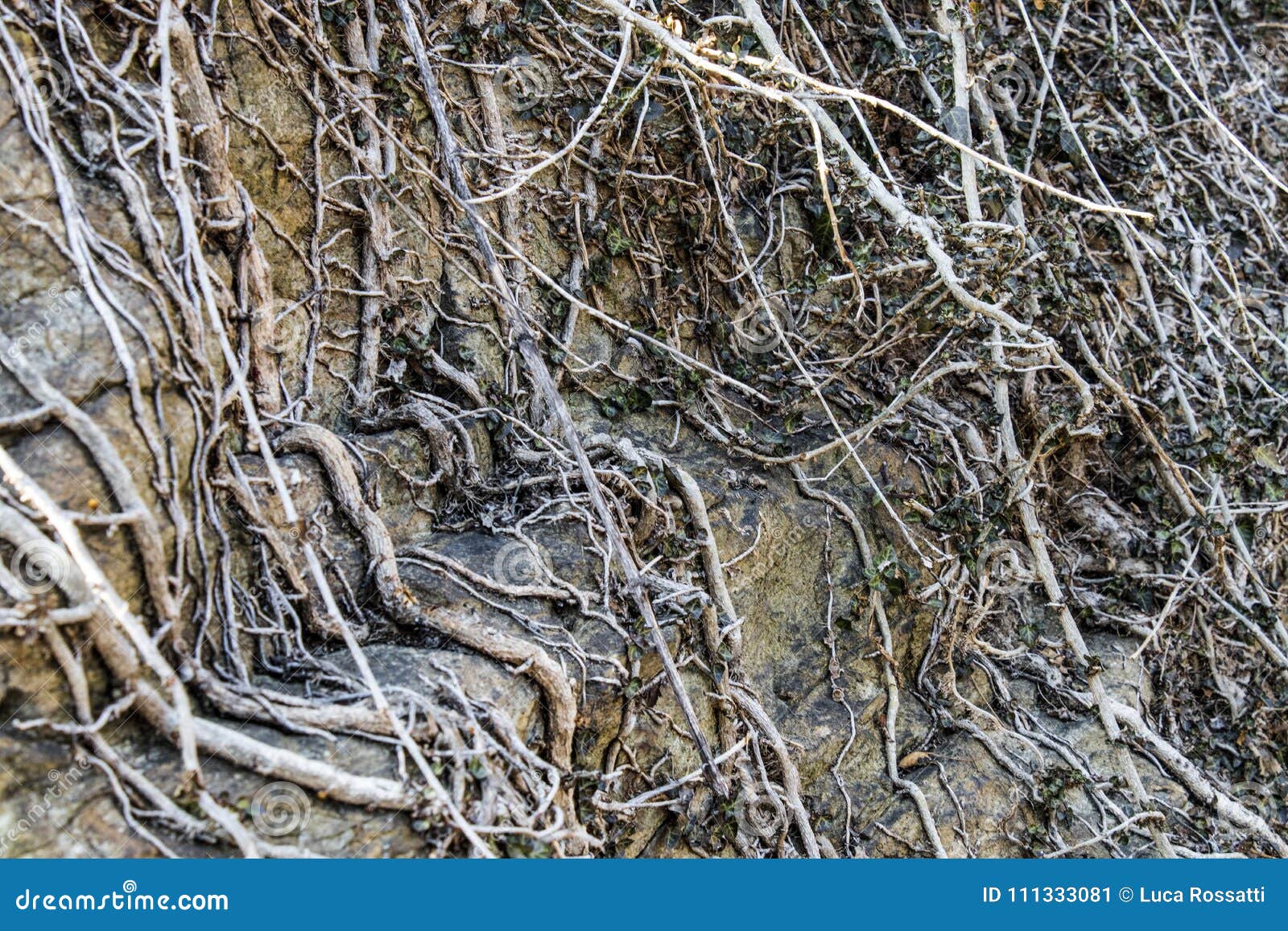 Roots Attached To a Rock Background Composition Stock Image - Image of ...