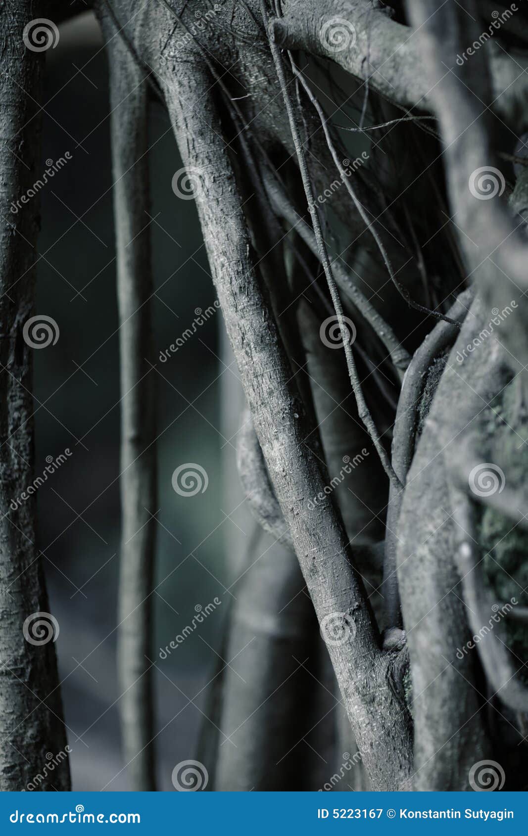 Roots background stock image. Image of dramatic, close - 5223167