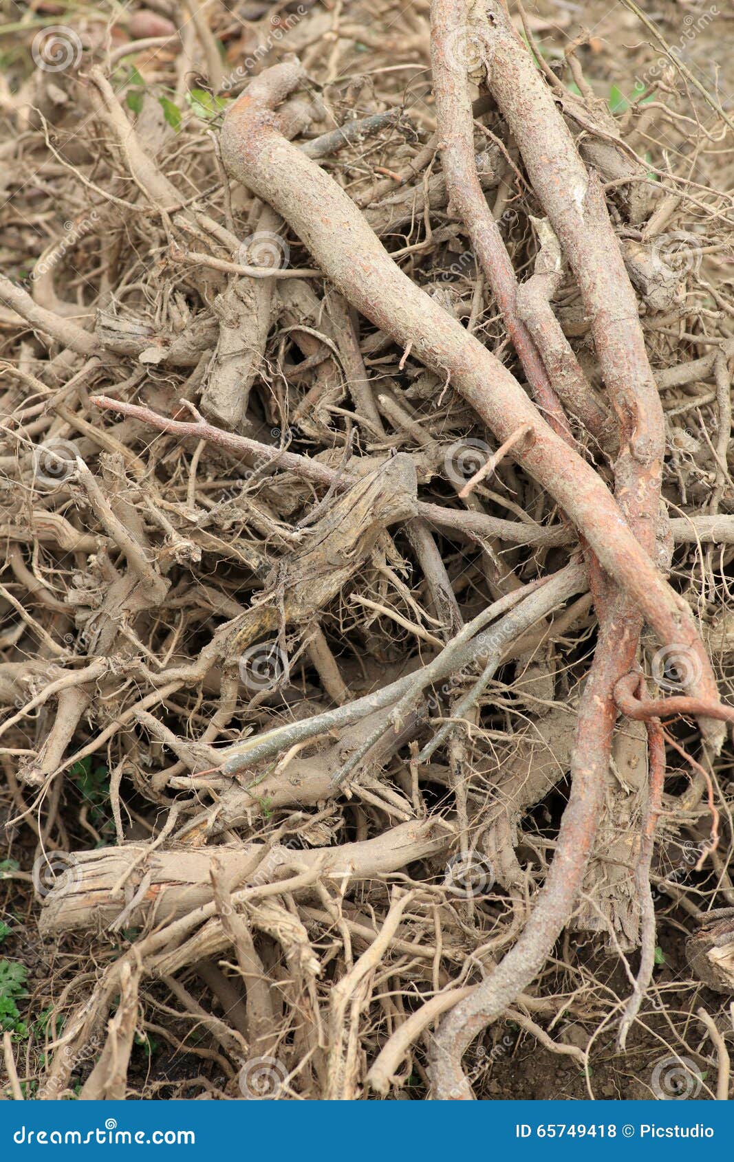 Roots background stock photo. Image of uprooted, roots - 65749418