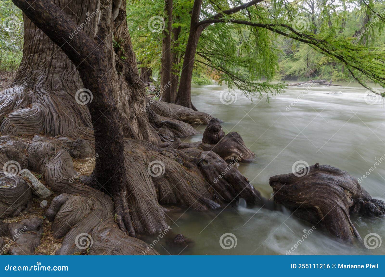 Roots of Bald Cypress Trees Seeming To Flow into the River Stock Photo ...