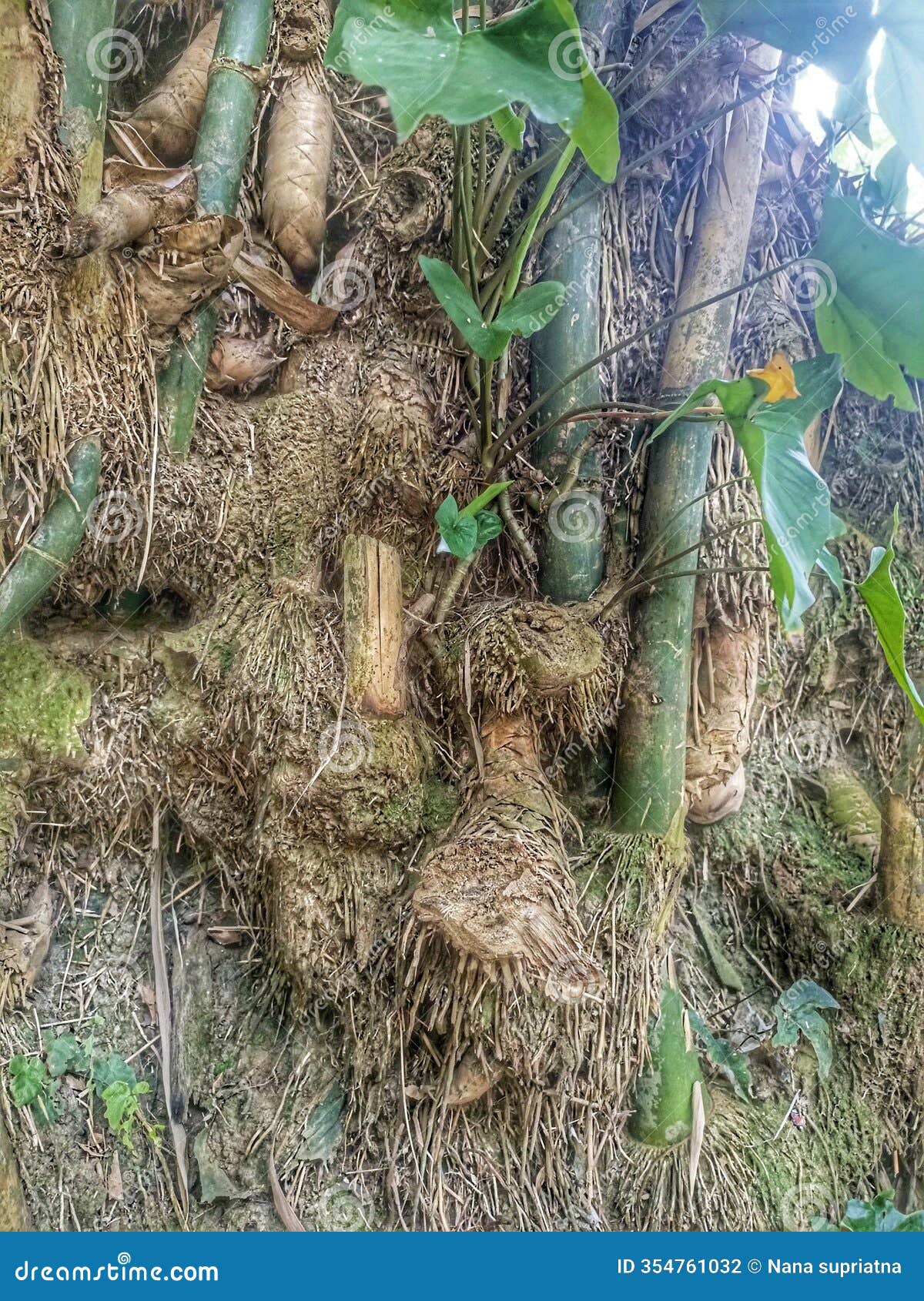 Roots of Bamboo Plants on the River Bank Stock Photo - Image of roots ...