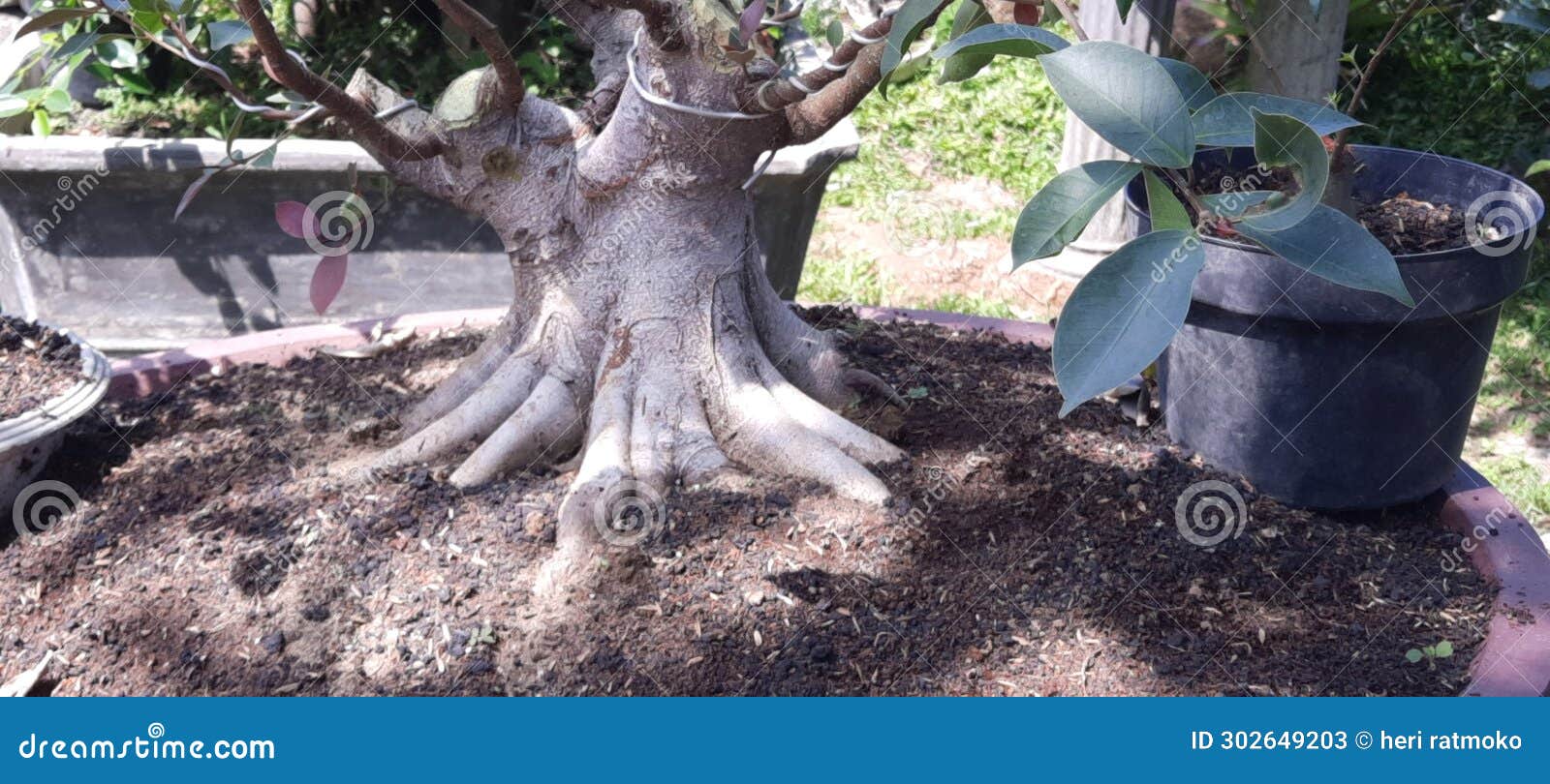 The Roots of a Banyan Bonsai Tree Stock Image - Image of soil, trunk ...