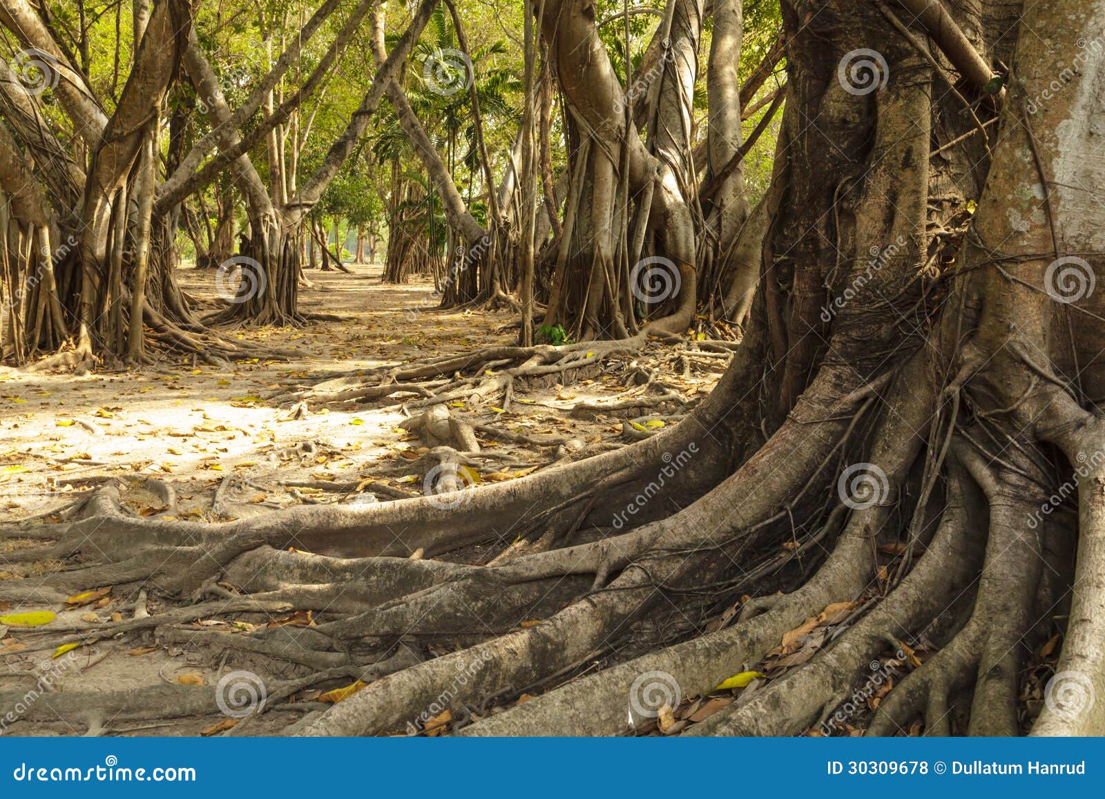 Wild banyan roots. stock photo. Image of marie, leaf - 30309678