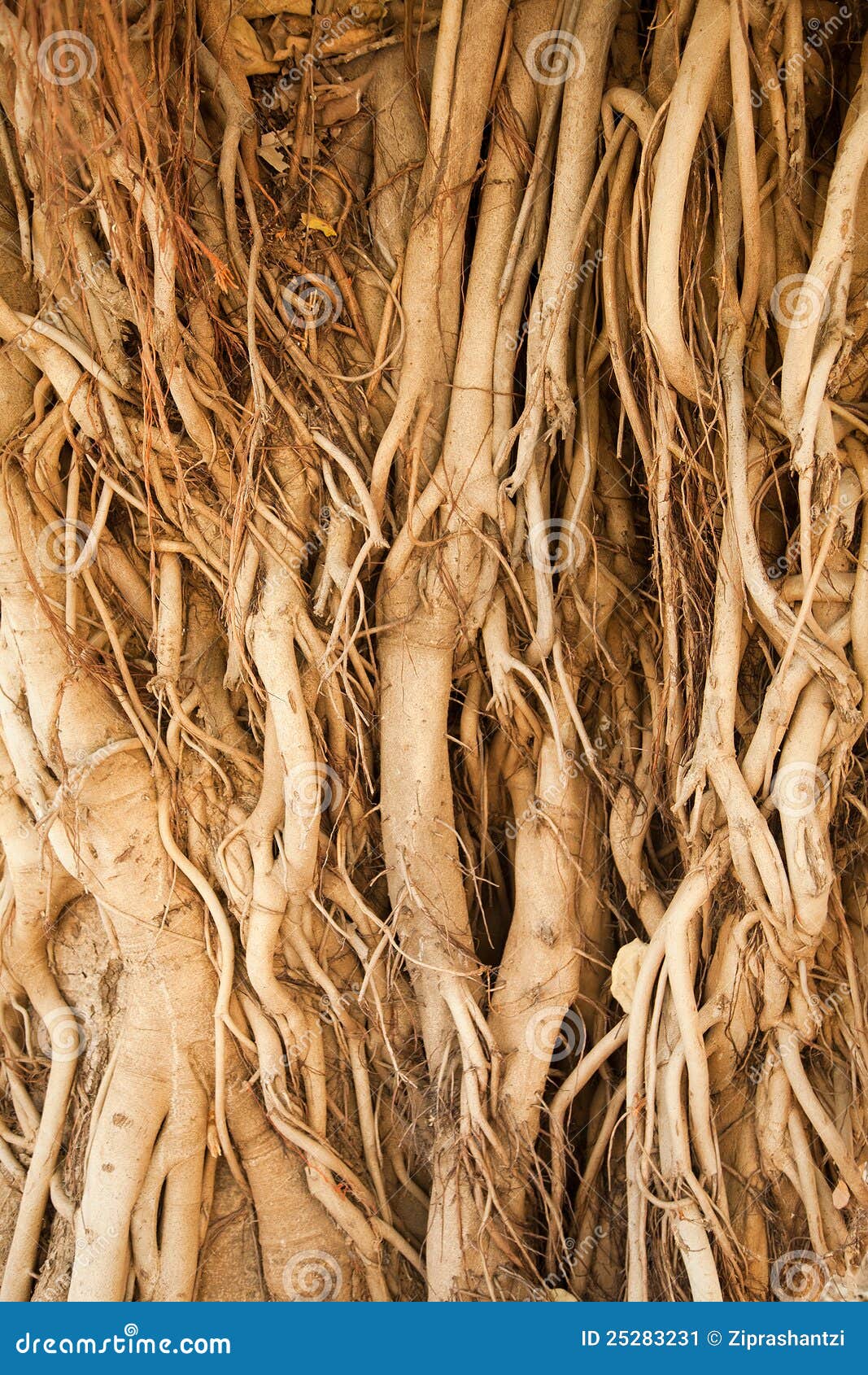 Roots of a banyan tree stock image. Image of powerful - 25283231