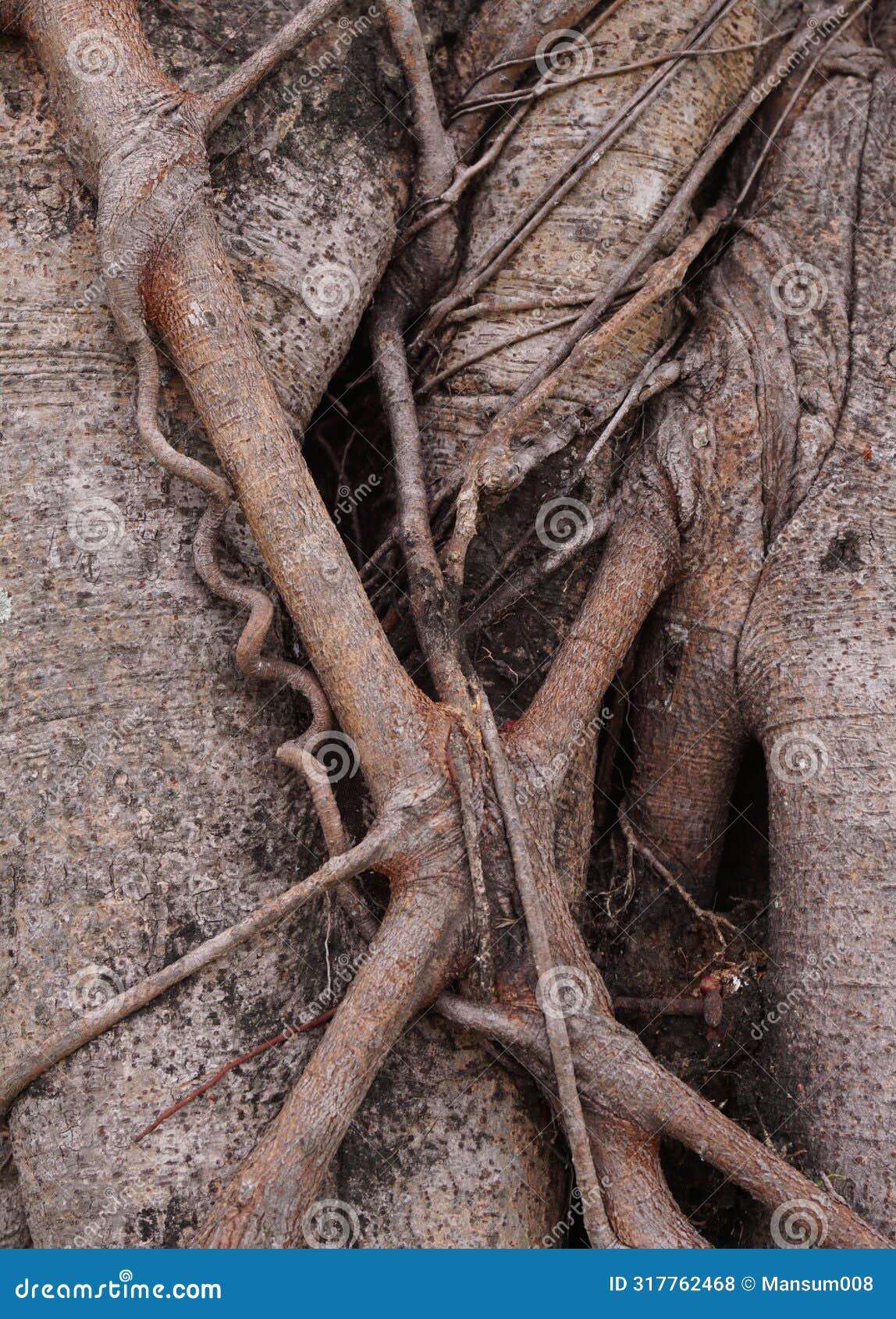 The Roots Of The Banyan Tree On A Large Rock. Golden Fig Or Weeping Fig ...