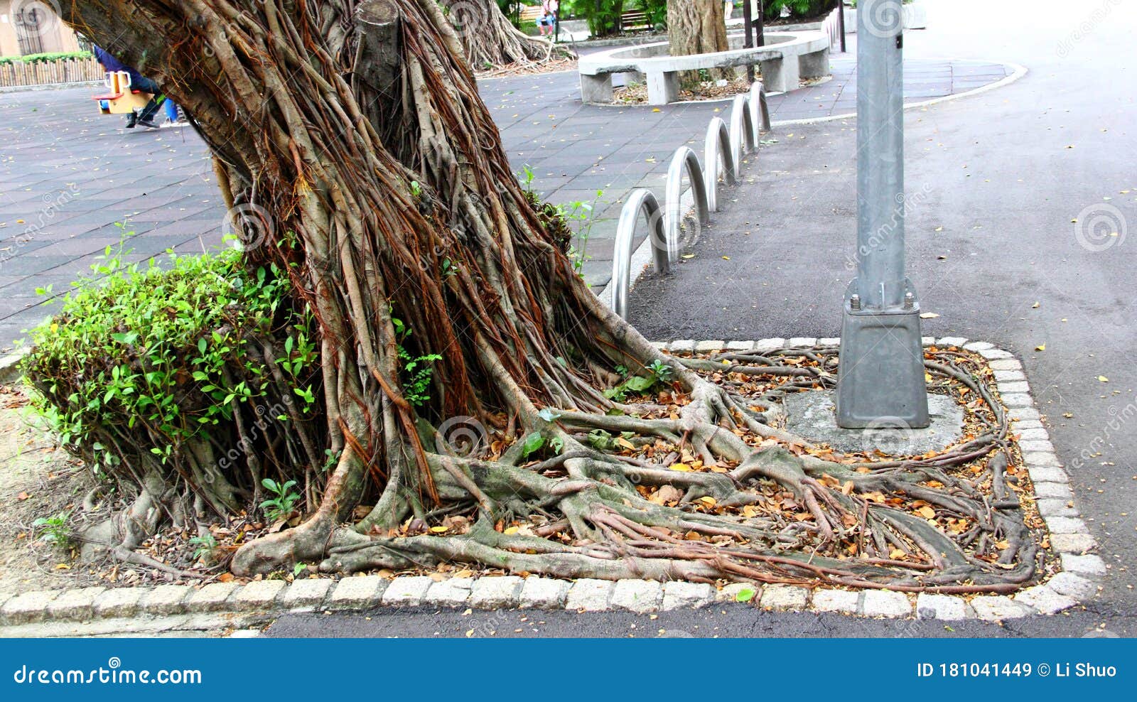 Roots of a banyan tree stock image. Image of plant, branchy - 181041449