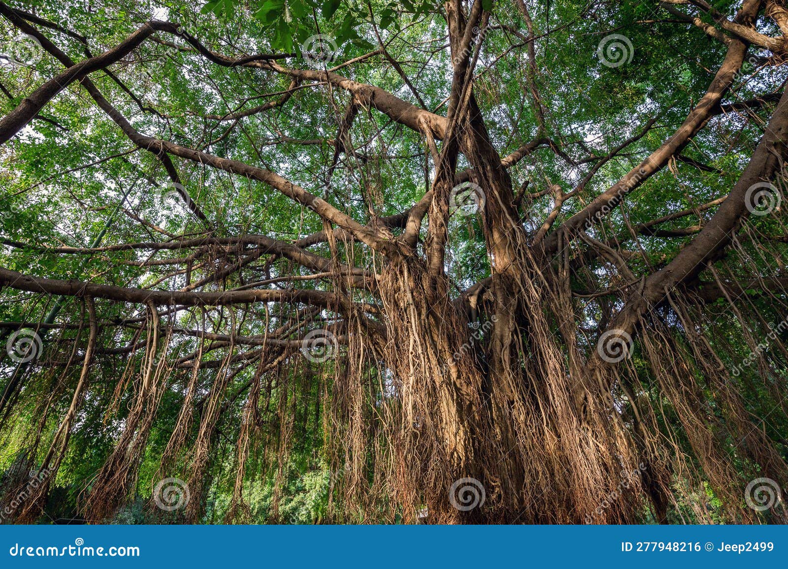 The Roots of the Banyan Tree. Stock Photo - Image of woods, forest ...