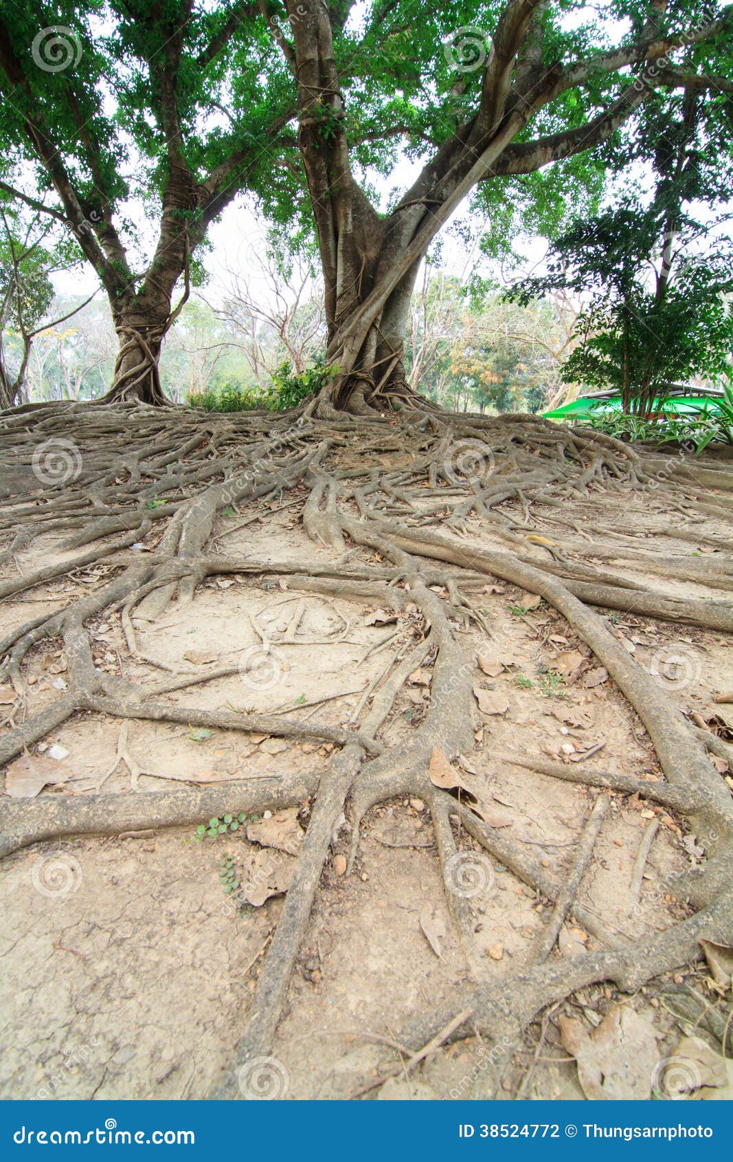 Roots of the banyan tree stock photo. Image of forest - 38524772