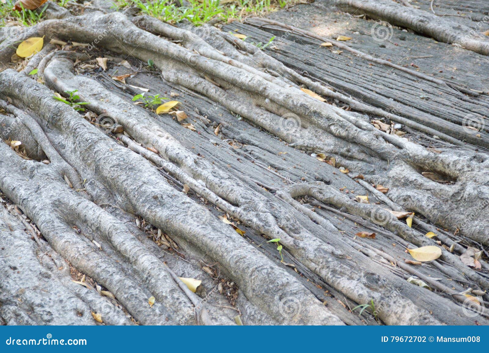 Roots Of Banyan Tree Texture, Surface Royalty-Free Stock Photography ...
