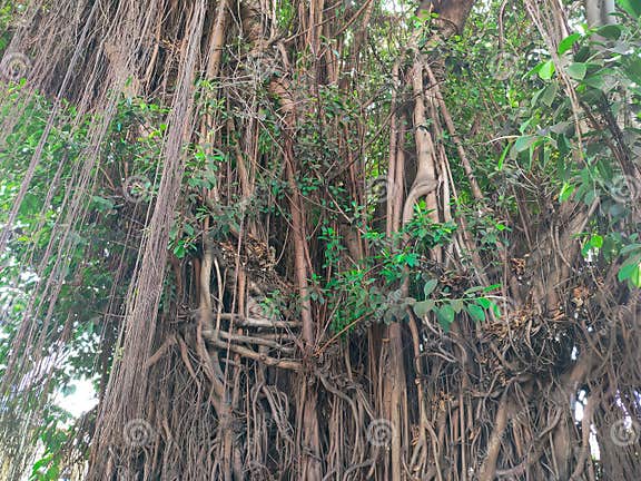 The Roots of the Banyan Tree are Large and Old and Have a Strong Root ...