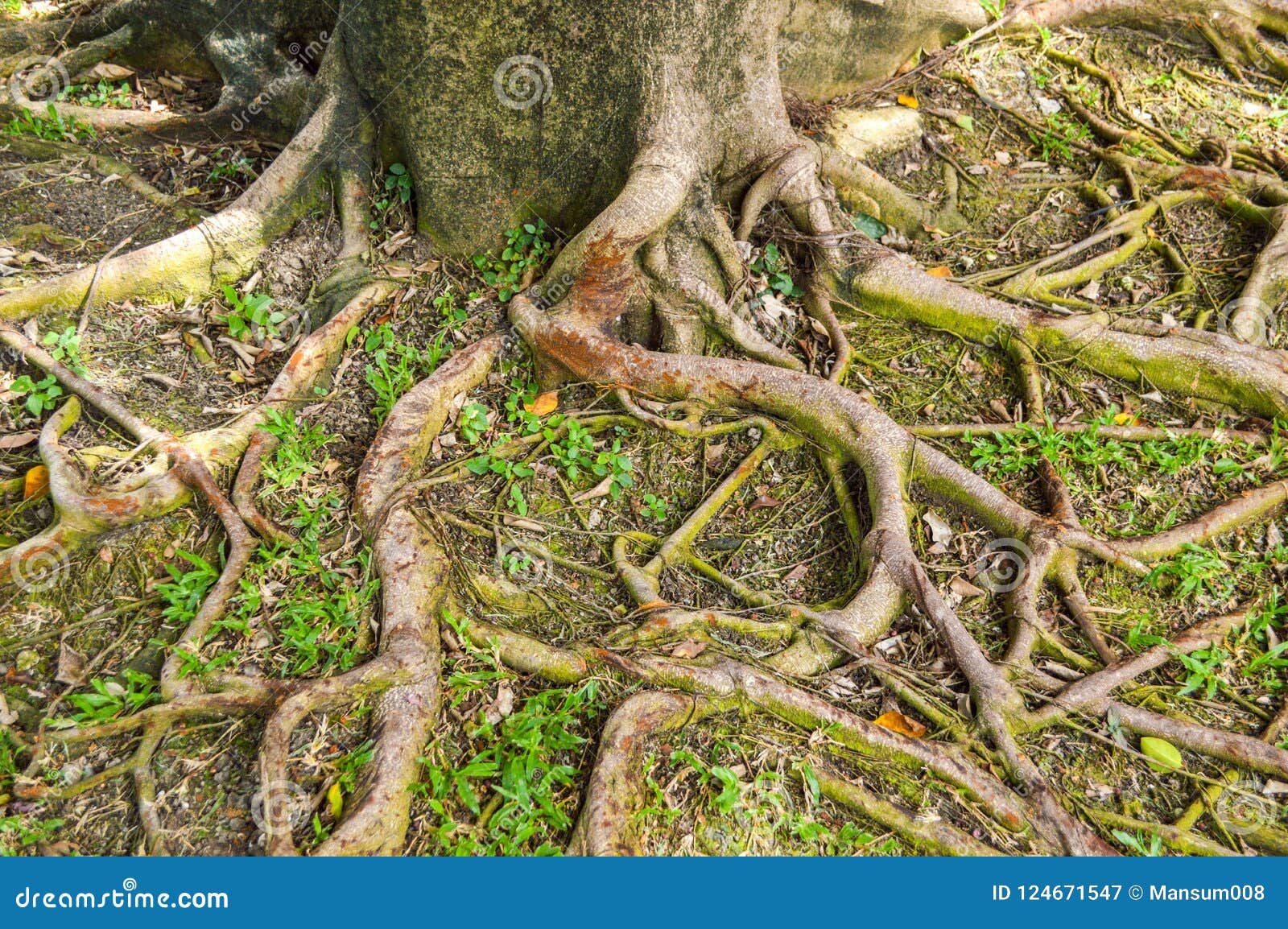 Roots Of Banyan Tree Texture, Surface Royalty-Free Stock Photography ...