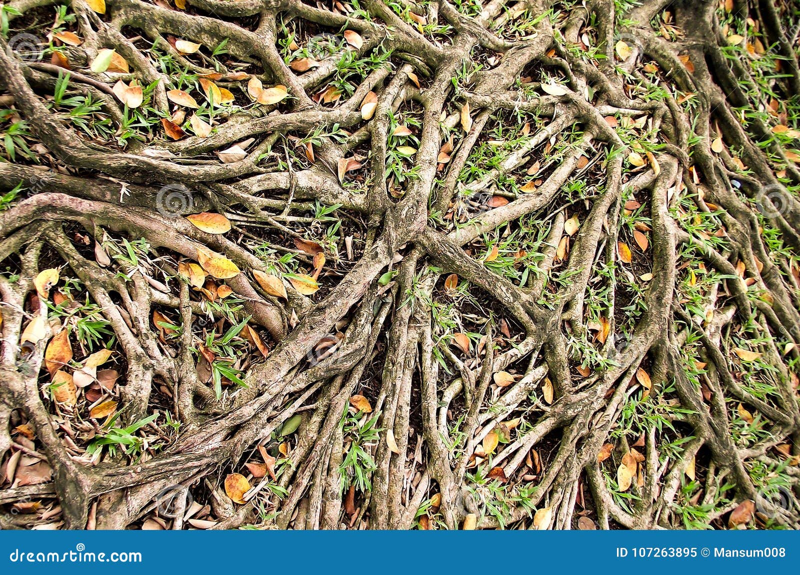 Roots Of Banyan Tree Texture, Surface Royalty-Free Stock Photography ...