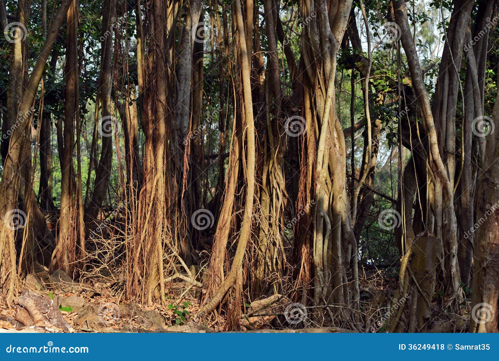 Roots of Banyan Tree stock photo. Image of sunlight, horizontal - 36249418