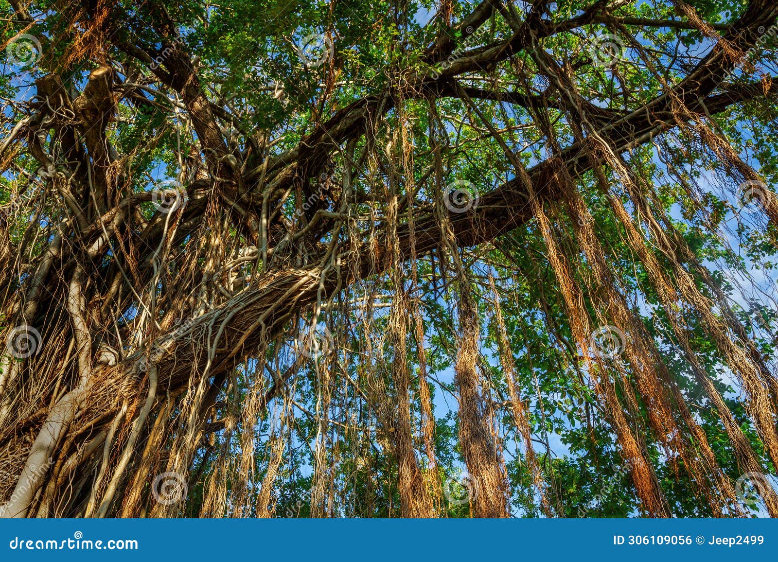 The Roots of the Banyan Tree. Stock Photo - Image of outdoor, natural ...