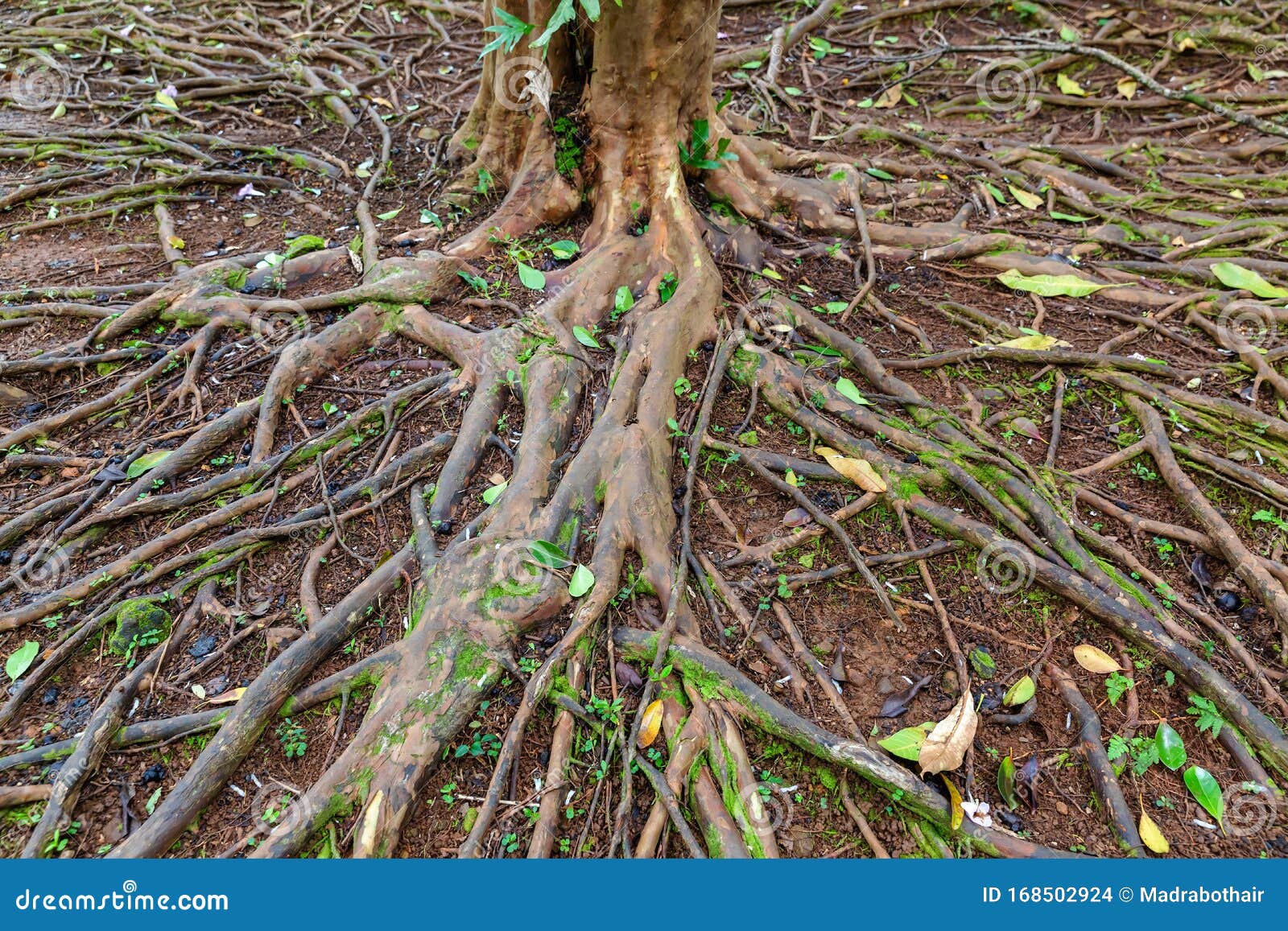 Roots of a banyan tree stock photo. Image of root, nature - 168502924
