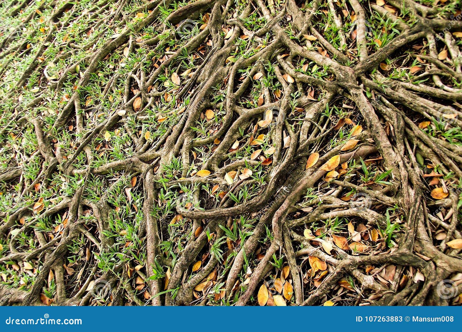 Roots Of Banyan Tree Texture, Surface Royalty-Free Stock Photography ...