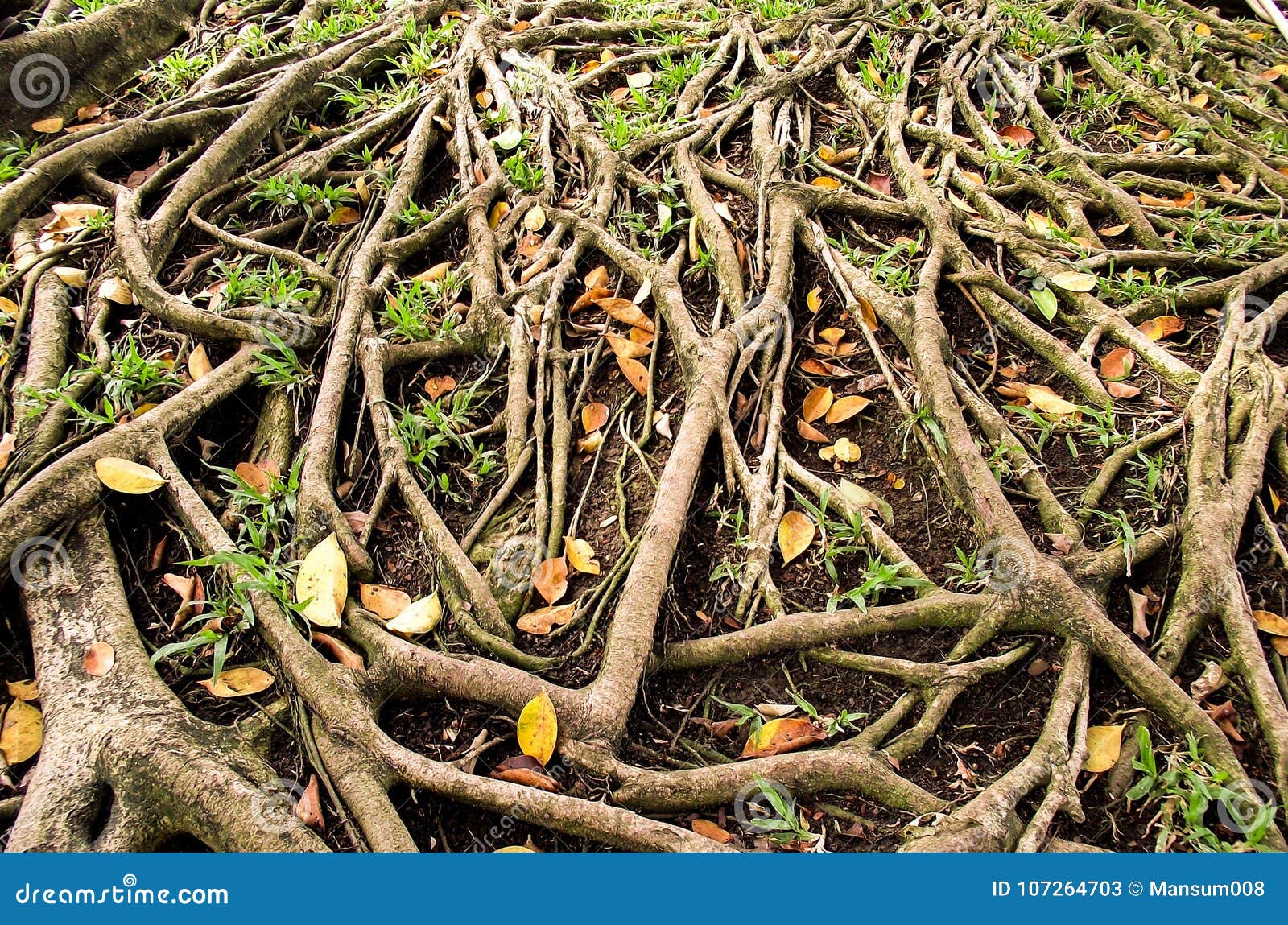 The Roots Of The Banyan Tree Stock Photography | CartoonDealer.com ...