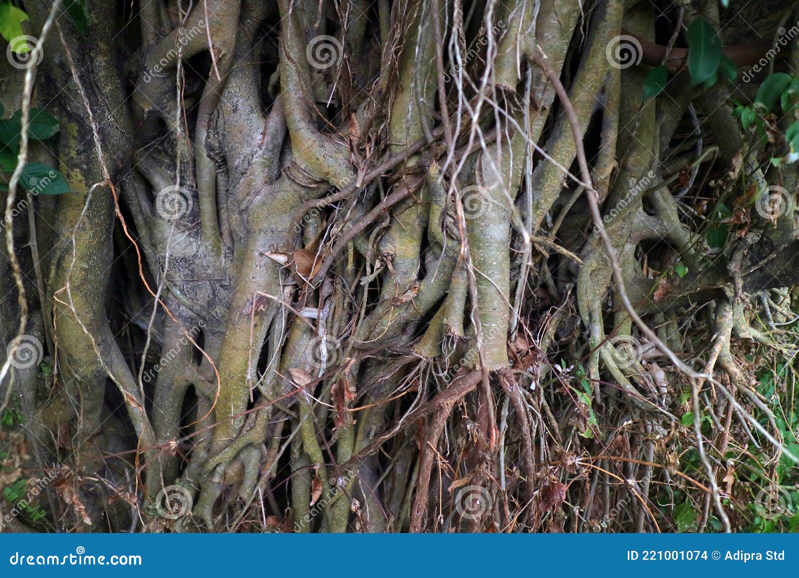 The Roots of the Banyan Tree Stock Photo - Image of landscape, forest ...