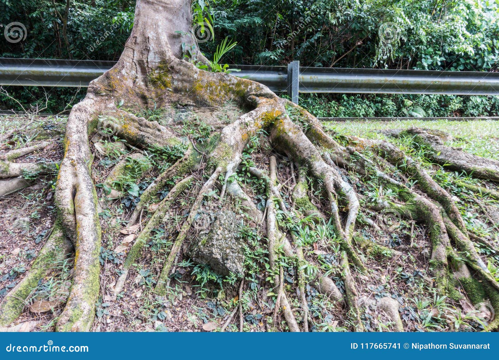 The Roots of the Banyan Tree Stock Image - Image of closeup, roots ...