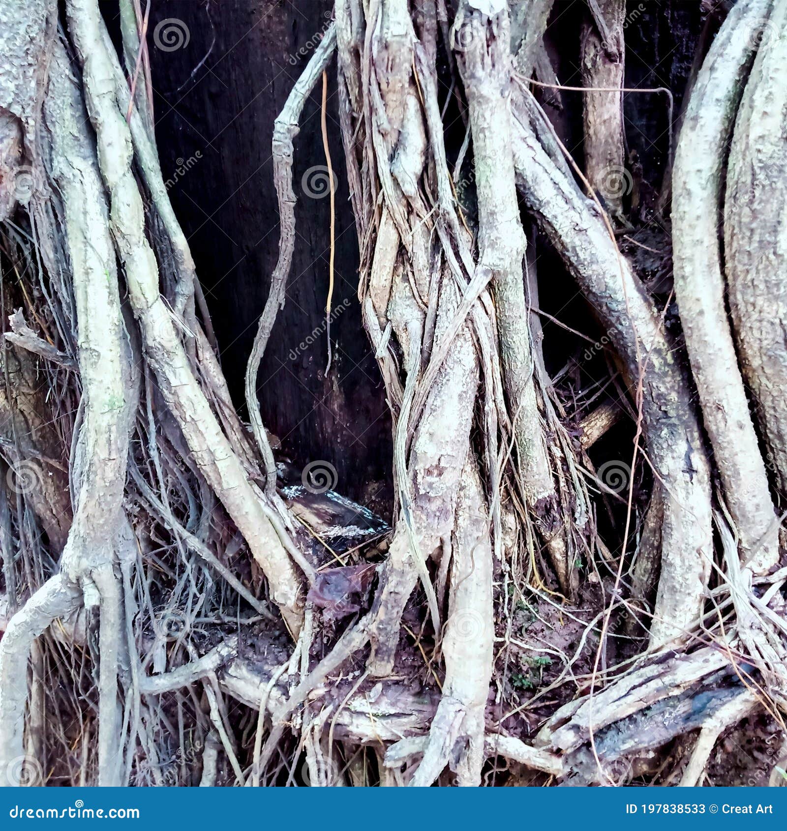 Roots of Banyan Tree Texture, Surface Stock Image - Image of texture ...